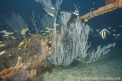 www.DiveSriLanka.com - Battery Barge Technical Dive